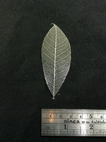 100 Pcs. Silver Metallic Two Tone Skeleton Natural Ficus Religiosa ...